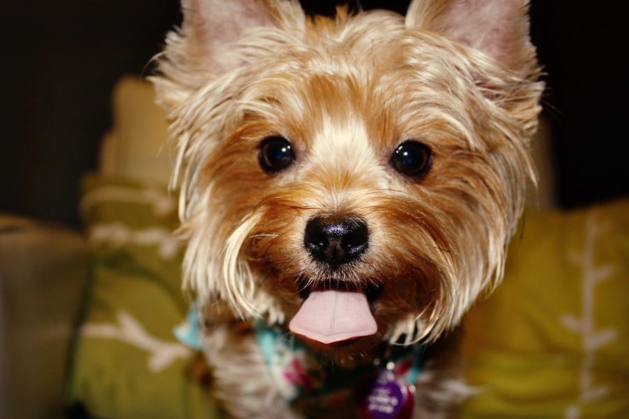 Training Tips for Dogs Tips | ForRent