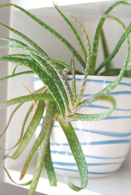 Ditch and Switch: Tips for Creating a Chemical-Free Home Tips | ForRent